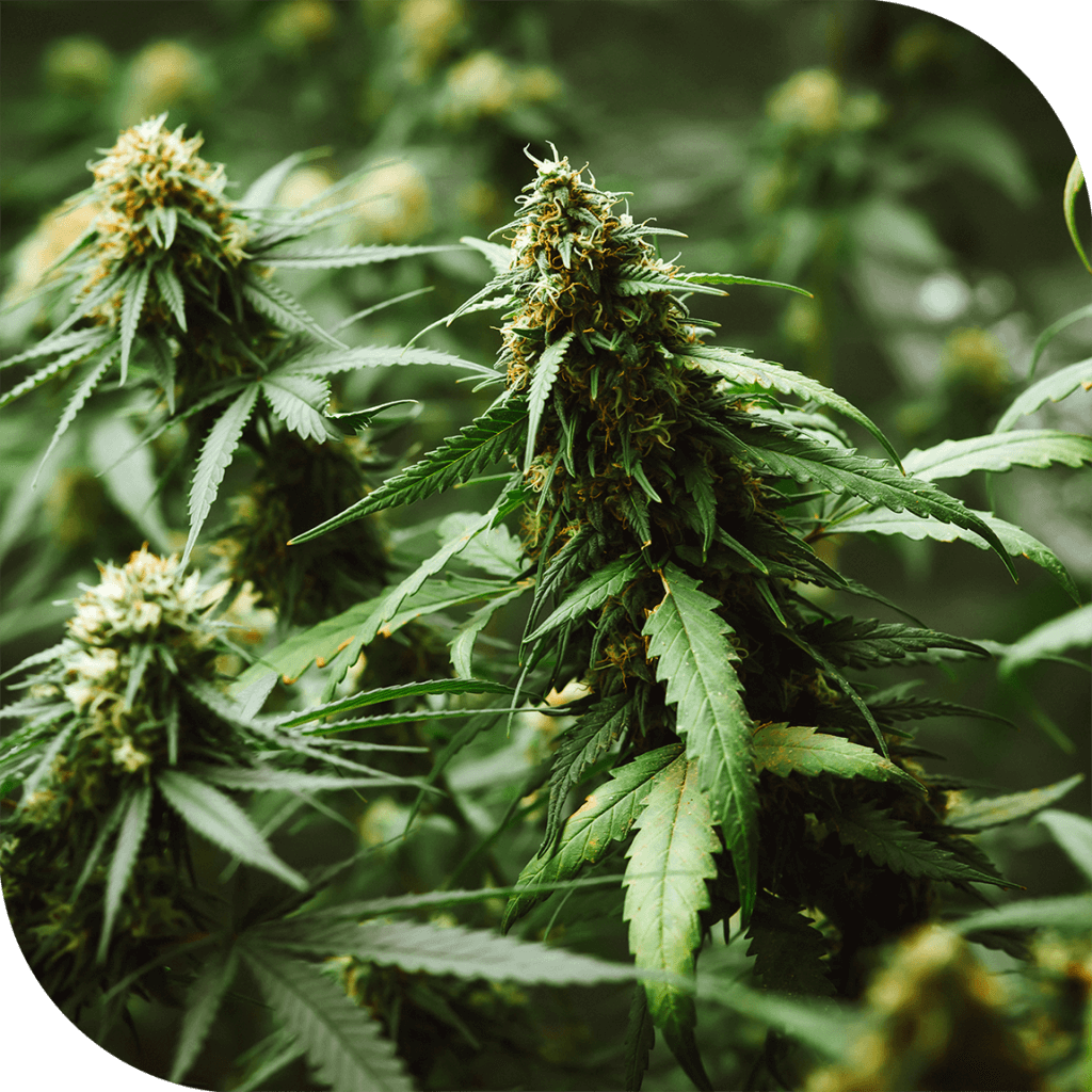 Sheffa Catalog – Premium Fertilization Solutions