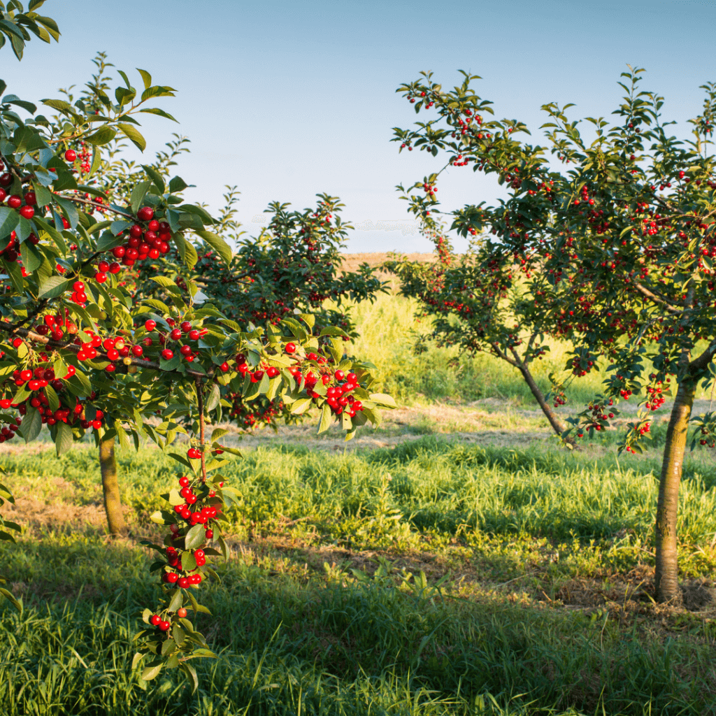 Sheffa's Dynamic Protocol | Smart Fertilization Guide